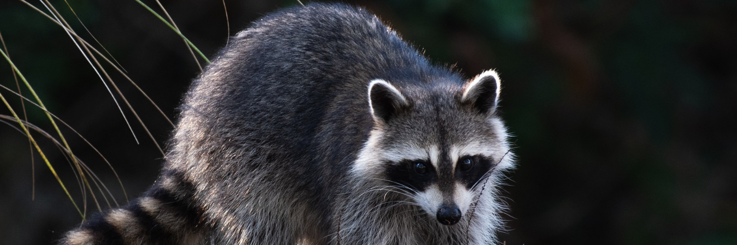 Wildlife Removal Tulsa - Best Wildlife Trapping in Tulsa